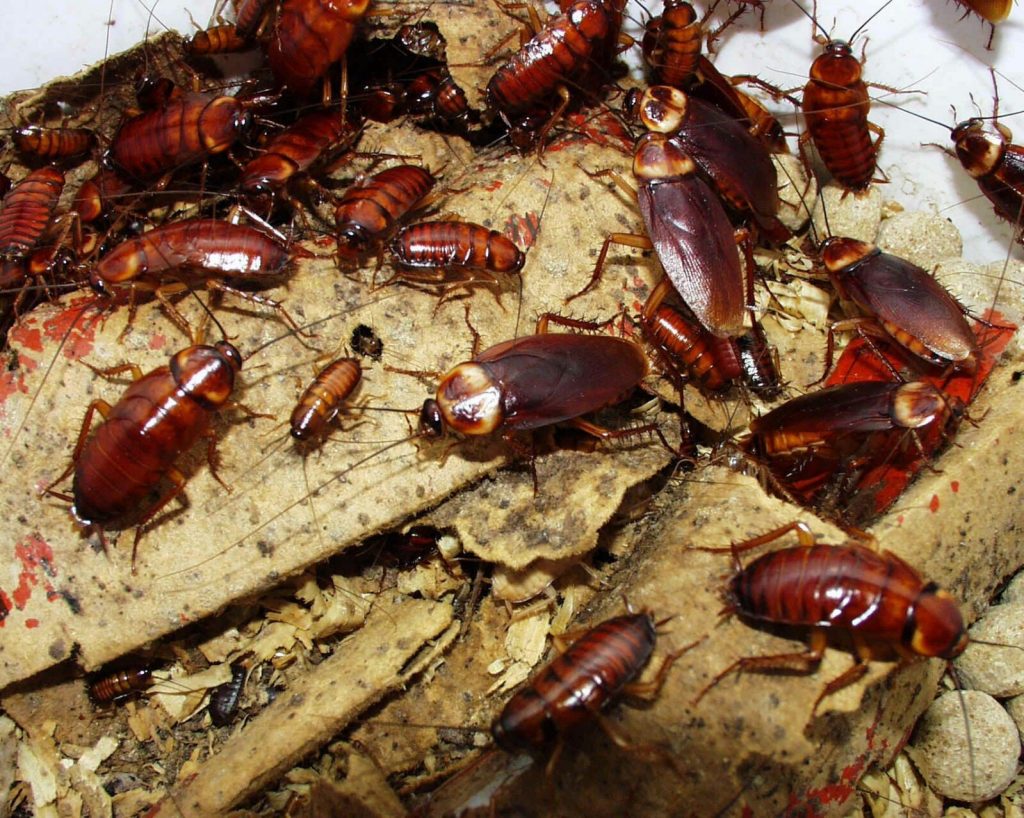 Cockroach Control | DelmanExpert Pest Control